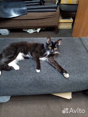 Отдам в добрые руки