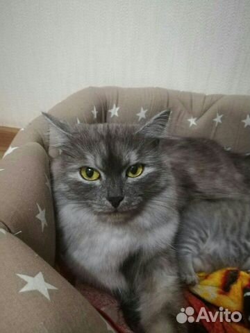Кошка на вязку