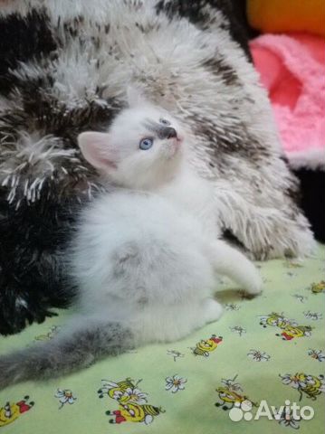 Милые Рэгдолльчики