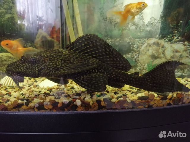 Сом, птеригоплихт парчевый