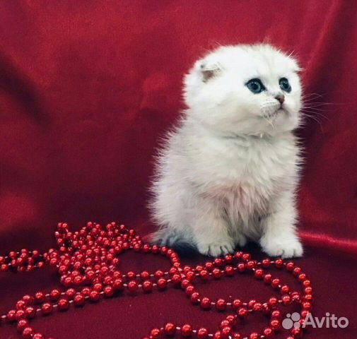 Шотландская и британские кошки