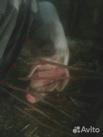 Продается хряк