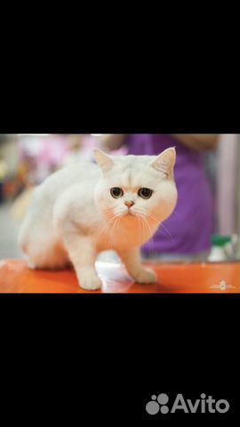 Котята британские