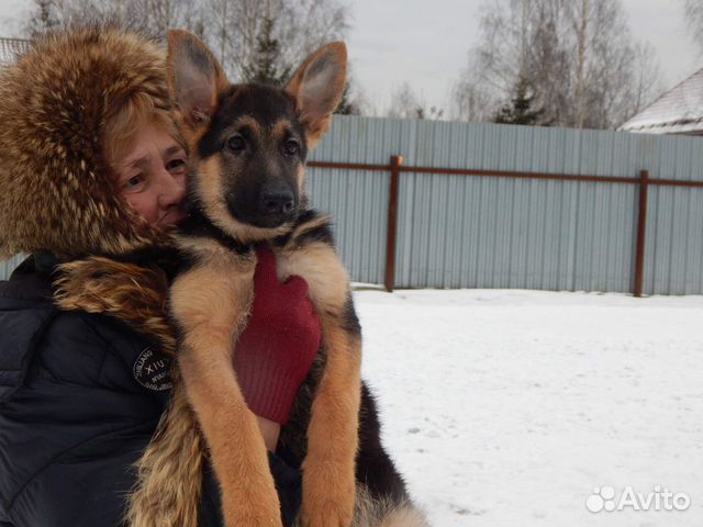 Продаю классную девочку 4 мес