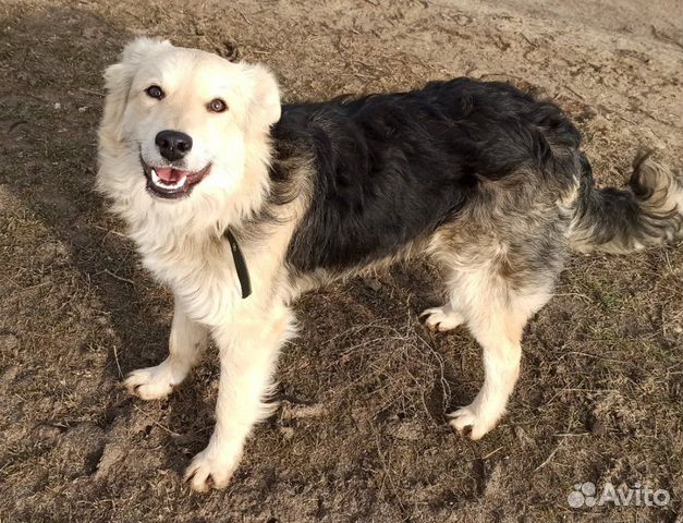 Милый щенок подросток