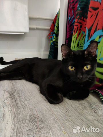 Молодой метис бомбейской ищет новый дом