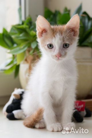 Пиксик котенок