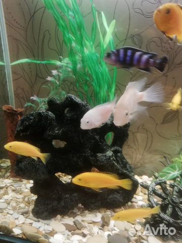 Рыба еллоу жёлтая (цихлида)