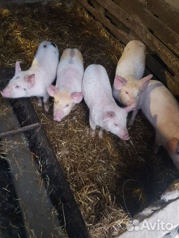 Продам поросят