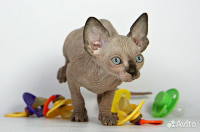 Детка - сладкая Конфетка, канадский сфинкс