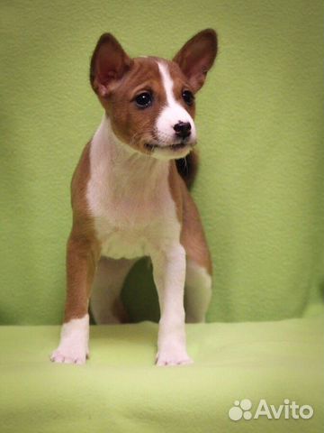 Щенки Басенджи