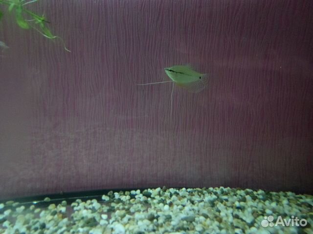 Гурами, анцытрус золотистый, растения для аквы