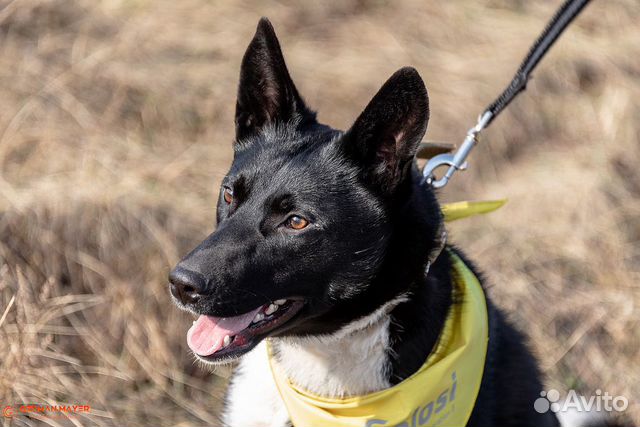 Отдам собаку в добрые руки