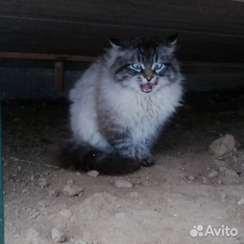 Кот, порода Невский Маскарадный