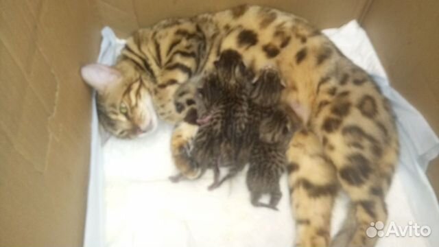 Продам котят бенгалов