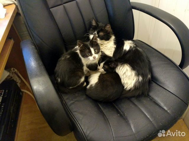 Кошка черная с белым молодая добрая