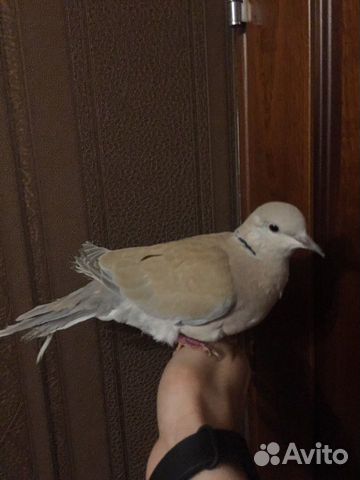 2 смеющиеся горлицы