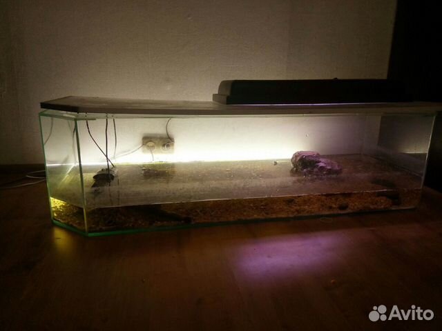 Черепахи красно-ухие