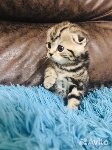 Шотландский вислоухий