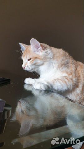 Котенок курильского бобтейла