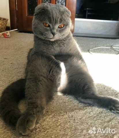 Шотландский кот, вязка