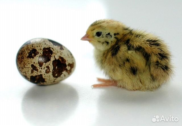 Цыплята перепела