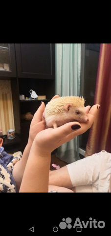 Карликовый африканский ёжик