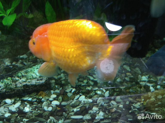 Золотые рыбки Ранчу