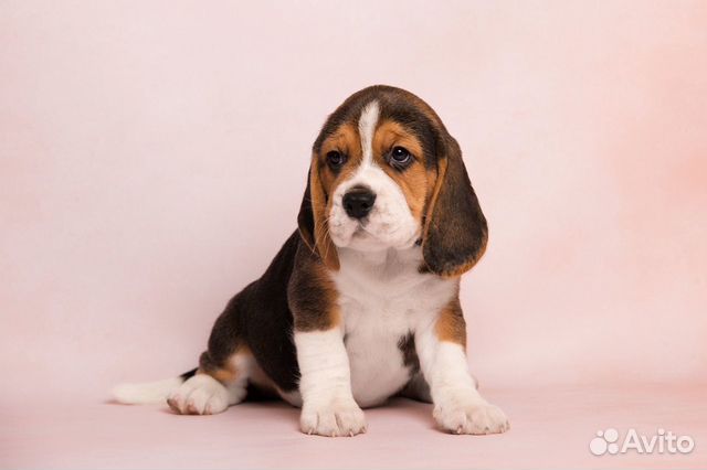 Щенок бигль