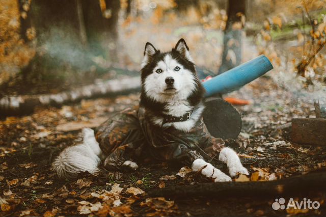 Кобель хаски для вязки