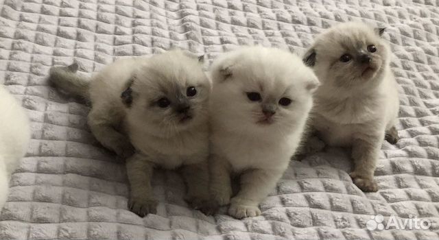 Шотландские комочки счастья