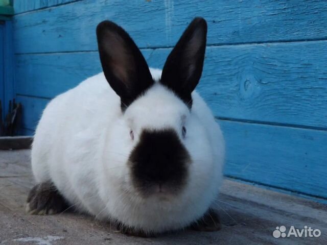 Кролик Самец Калифорниец