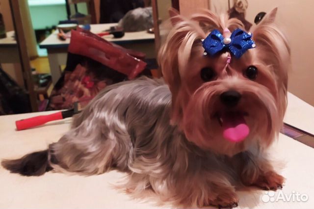 Вязка. Восхитительная девочка ищет себе благородно