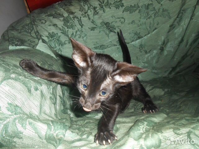 Ориентальная девочка 2 мес