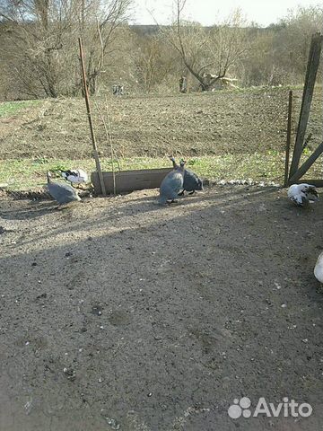 Продам цецарок