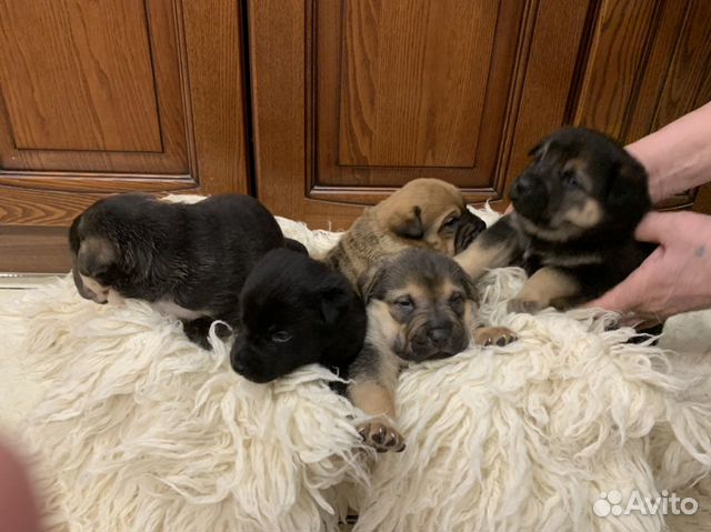 Щенок шар пей помесь