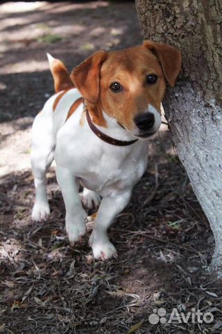 Вязка Кобель Джек-Рассел-терьер