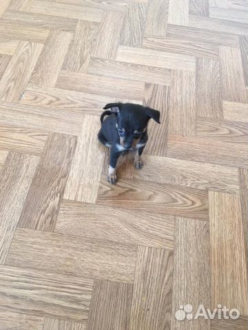 Продаю щенков тойтерьера