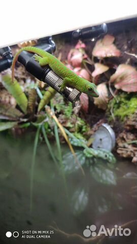 Мадагаскарский геккон фельзума