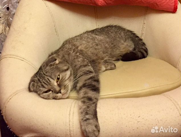 Шотландская вислоухая кошка