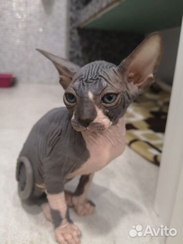 Котята Канадского сфинкса