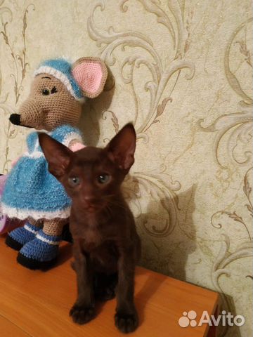Ориентальный котенок мальчик