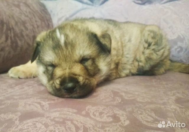 Щенок мальчик