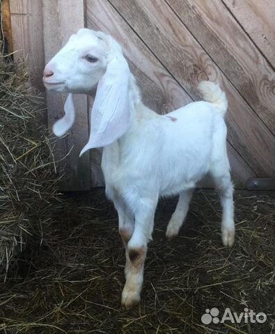 Козлята нубийские и ламанча