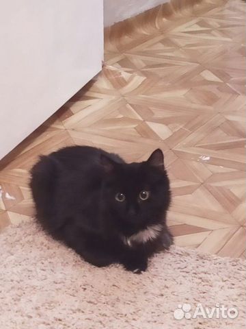 Кошка