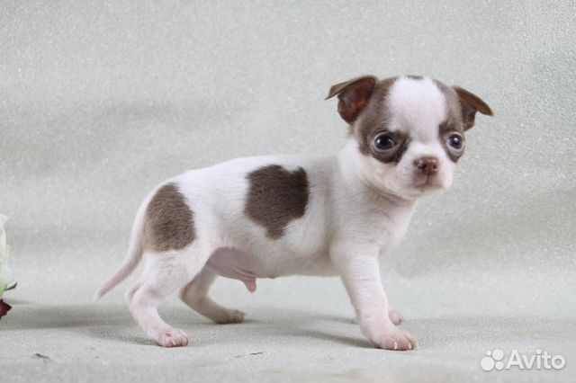 Щенок чихуахуа мини