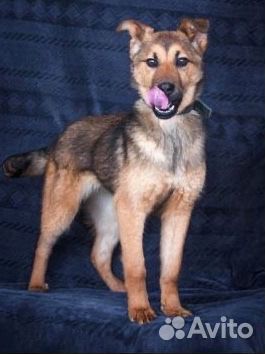 Отдам девочку-подростка