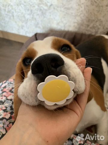 Бигль для вязки