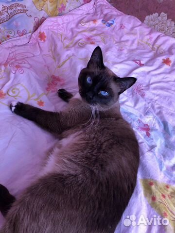 Ищем сиамского котика для вязки