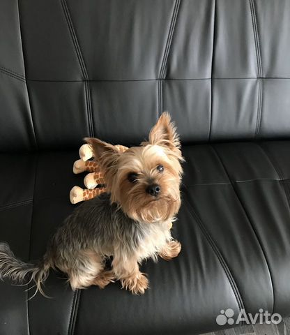 Йоркширский терьер